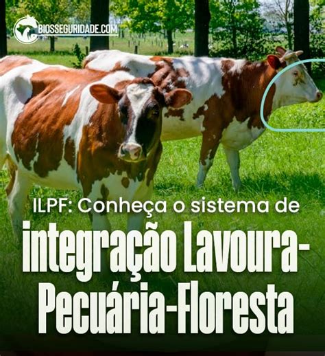 Ilpf Conheça O Sistema De Integração Lavoura Pecuária Floresta