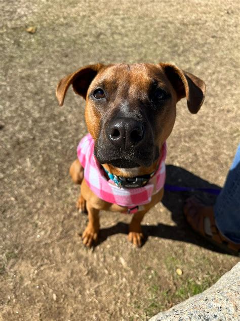 Lil Rosie The Bmc Rblackmouthcur