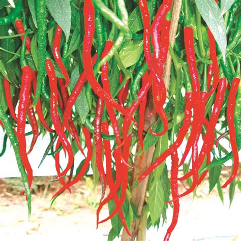 Cabe Keriting Bintang Asia