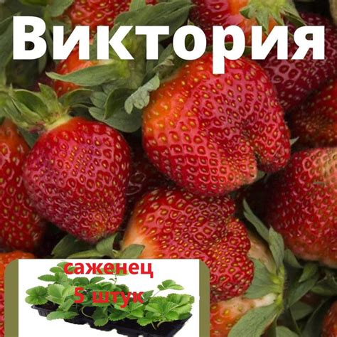 Клубника Виктория 5 штук саженцев в кассетах купить с доставкой по выгодным ценам в