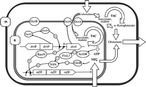Model Of Regulating Symbiotic Nitrogen Fixation In Nodule Bacteria