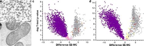 Comparative Proteome Analysis Of Whole Cell Lysates Wc Versus