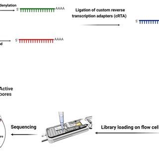 The Library And Sequencing Workflow Of Direct Rna Nanopore Sequencing