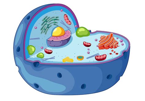 Delen Van Een Dierlijke Cel