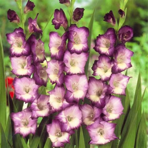 Purple King