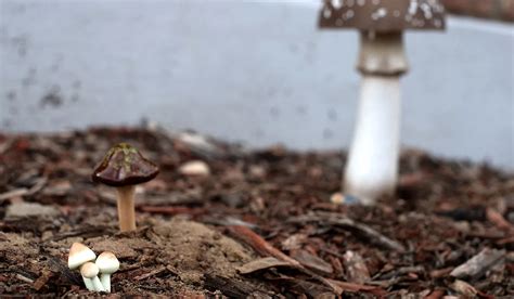 ¿gobierno De Trump Podría Legalizar Consumo De Hongos Alucinógenos Ub
