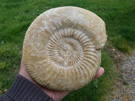 Ammonite Demandes D Identification De Fossiles Géoforum