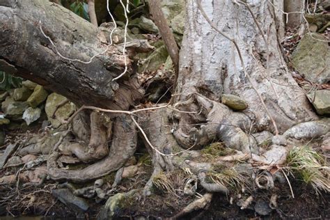 Free Images Root Gnarly Tree Roots