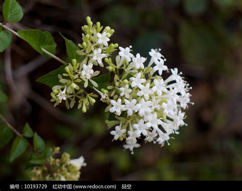 忍冬科植物糯米条聚伞花序高清图片下载 红动中国