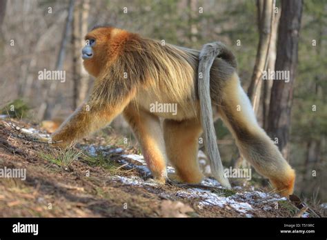 Male Golden Snub Nosed Monkeys Rhinopithecus Roxellana Patrolling His