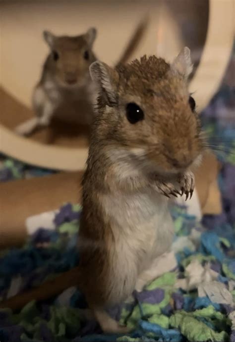 👐 R Gerbil