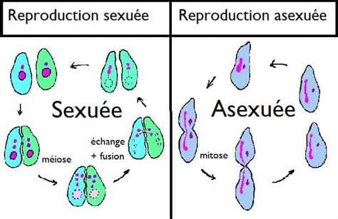 Reproductionsexuéeasexuéeschémafacile