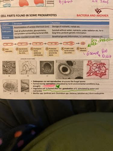 Microbio Chapter 1 Flashcards Quizlet