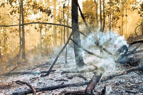 Destruido Por La Quema De Bosques Tropicales Foto Premium