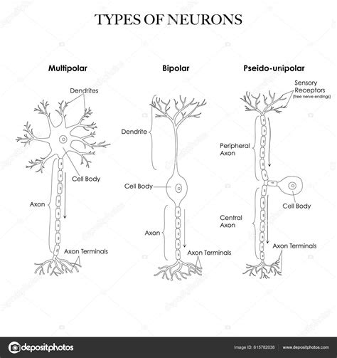 Neuronio Unipolar Vs Pseudounipolar