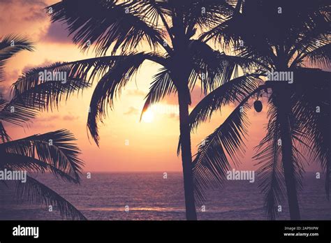 Coconut Palm Trees Silhouettes At Sunset Color Toning Applied