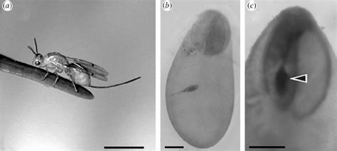 Oviposition Of Insect Eggs Into Douglas Fir Megagametophytes A Download Scientific Diagram
