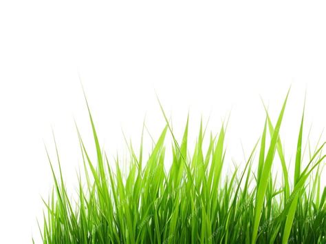 Premium Photo Green Grass On White Background Vector Photo