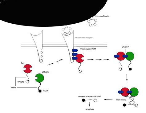 Crp Based Targeting And Signaling Igem Org