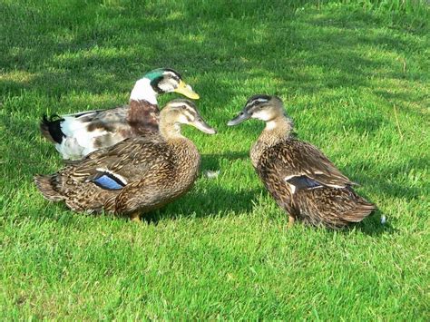 Canards