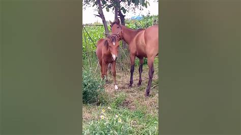 Ձիեր։ մայր և որդի Youtube