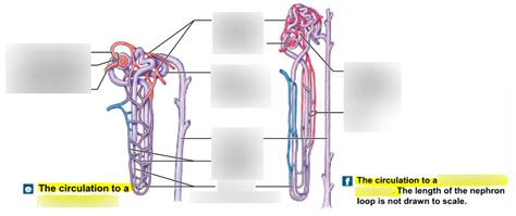 Cortical Nephron Vs Juxtamedullary Nephron Diagram Quizlet