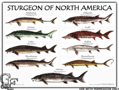 Farm Raised Sturgeon Species At Christopher Larochelle Blog