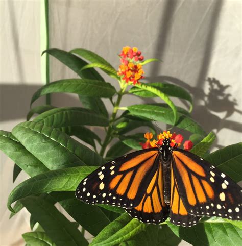 Got Milkweed For Our Local Monarch Butterflies Temecula Ca Patch