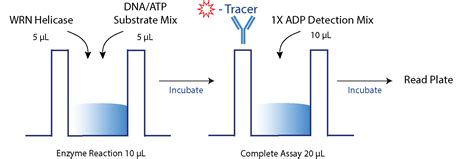Enzolution Wrn Helicase Atpase Assay System Bellbrook Labs