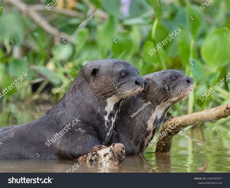 River Otters Pictures