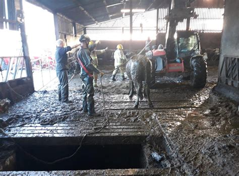 Three Cows Rescued By Emergency Services After Falling Into Stinking