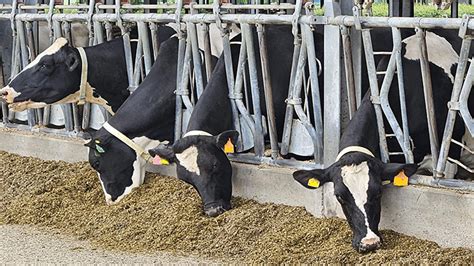 New Sustainable Partial Soybean Meal Replacement Boosts Yields And Feed