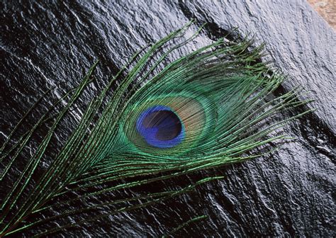 Wallpapers Of Peacock Feathers Hd 2016 Wallpaper Cave