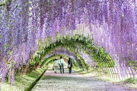 Worlds Strangest Trees दुनिया के 7 सबसे रहस्यमयी पेड़