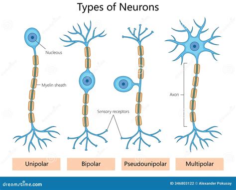 Types Of Neurons Structure Diagram Medical Science Stock Illustration