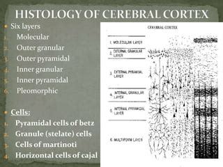 Cortical Areas Of Brain Pptx