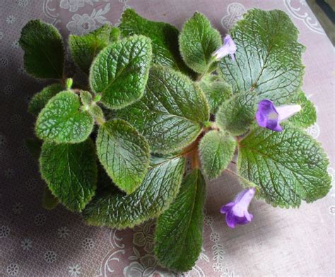 africké fialky | EUCODONIA
