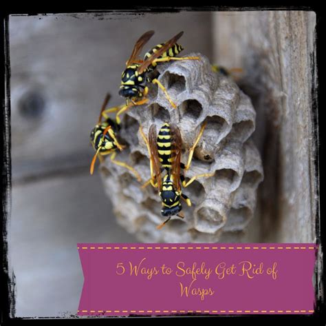 Getting Rid Of Wasps Naturally Thrifty Mommas Tips