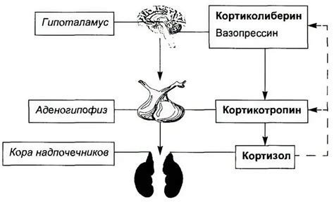 ACTH What Is This Hormone And What Is It Responsible For Healthy