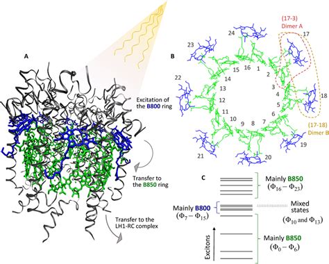The Biological Assembly Structure And Energetics A The Bacterial