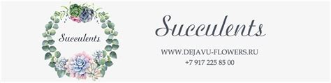 КАЗАНЬ СУККУЛЕНТЫ, РАСТЕНИЯ, КАКТУСЫ. | DEJAVU FLOWERS - WE CREATE ...