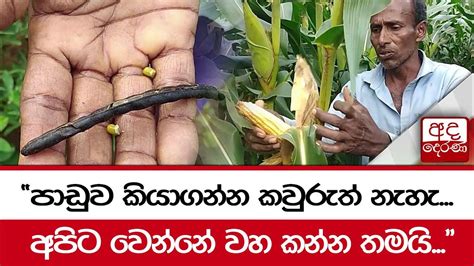 පාඩුව කියාගන්න කවුරුත් නැහැ අපිට වෙන්නේ වහ කන්න තමයි Youtube