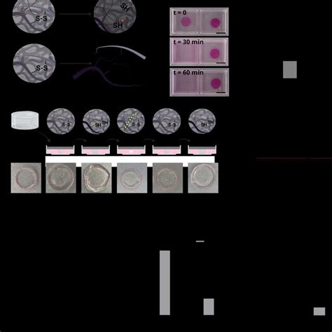 A Schematic Illustration Of The Effect Of Gsh On Hydrogels Download Scientific Diagram