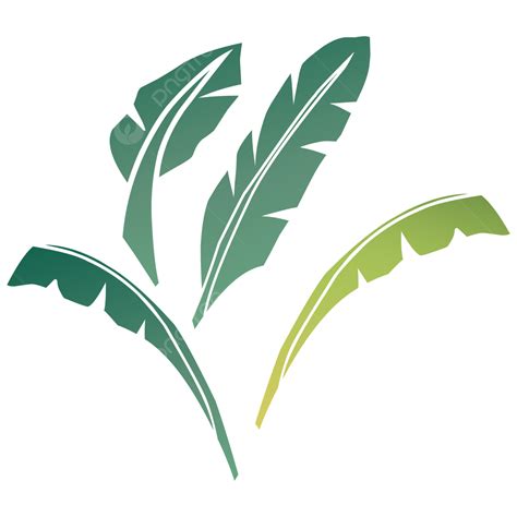 Gambar 4 Daun Pohon Pisang Dengan Background Transparan Vektor Vektor