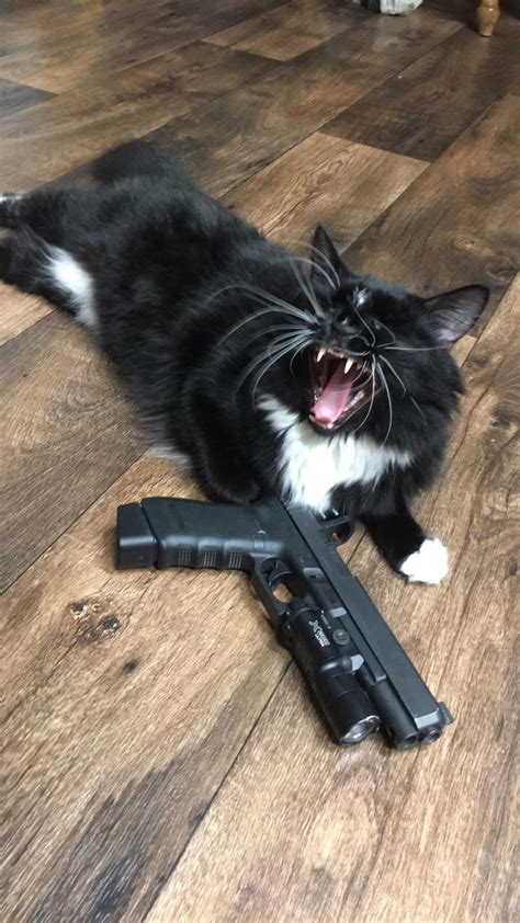 Fierce gat cat 💪🏼🦁 | Scrolller