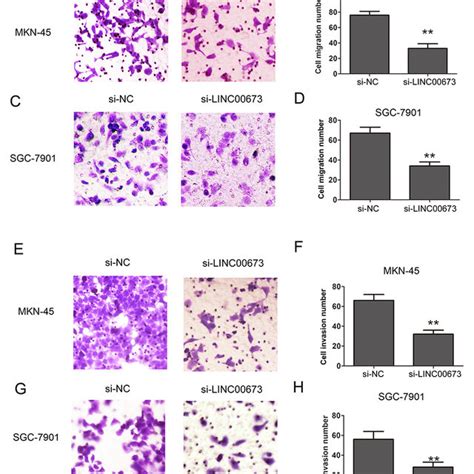 Knockdown Of Linc00673 Suppressed Cell Migration And Invasion In Gc