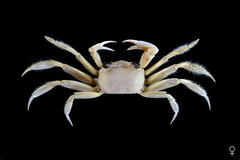 Crab Database · Crabs · Species Ocypode Quadrata