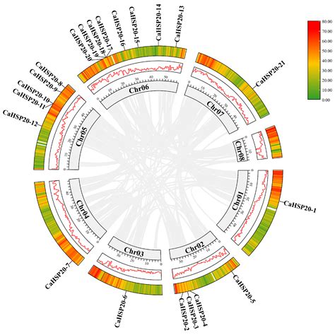 Genome Wide Identification And Expression Analysis Of Heat Shock