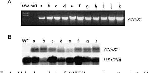 Figure 1 From Expression Of An Arabidopsis Vacuolar Sodiumproton