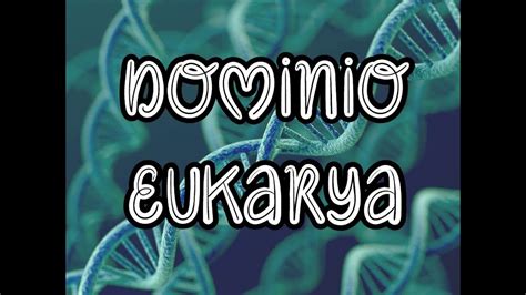 Eukarya Ejemplos Qué Son Los Niveles Taxonómicos ¿qué Son Los